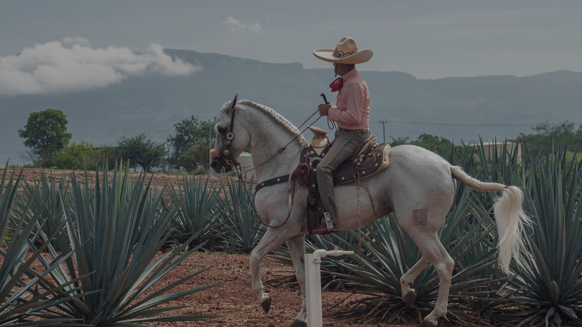 KAIFAN Tequila Onlineshop